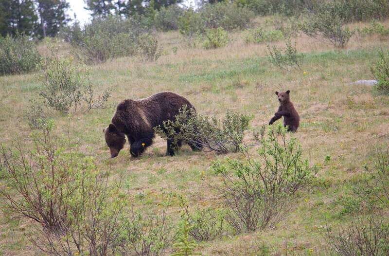 Banff: Guided Nature Walk with Bear Country Safety Tips - Who Will Benefit Most?