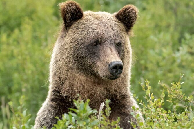 Banff Guided Nature Walk with Bear Country Safety Tips - Final Thoughts