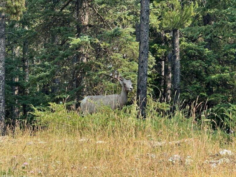Banff: Lake Louise, Moraine, Emerald Lake & Johnston Canyon - The Value of the Tour