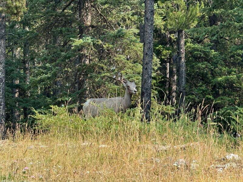 Banff: Lake Louise, Moraine, Emerald Lake & Johnston Canyon - The Value of the Tour