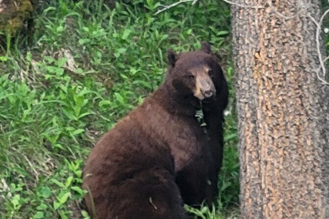 Banff Mountain Adventure with Hiking and Canoeing Options - What Sets This Tour Apart?