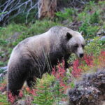 Banff National Park PRIVATE SAFARI and Nature Walk - 3.5H - What’s Included and What’s Not