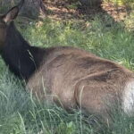 Banff Town: Guided Town Walking Tour with Snack - The Itinerary in Detail