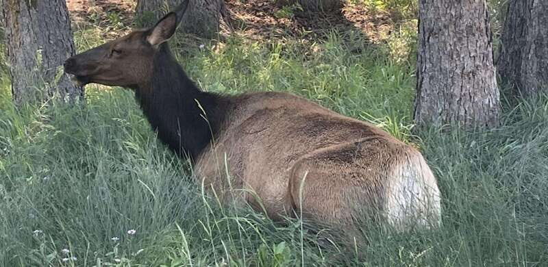 Banff Town: Guided Town Walking Tour with Snack - The Itinerary in Detail