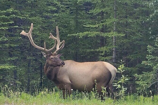 Banff, Yoho, Kootenay and Jasper Private National Parks Tour - Who Would Love This Tour?