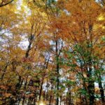 Bar Harbor: Acadia National Park Autumn Leaf Private Tour - Who This Tour Is Best For