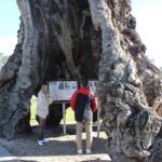 Barossa and Hahndorf Day Trip from Adelaide Including Wine Tasting and Lunch - Frequently Asked Questions