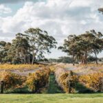 Barossa Valley: EcoVine Explorer - e-cart vineyard tour - What We Love About This Tour