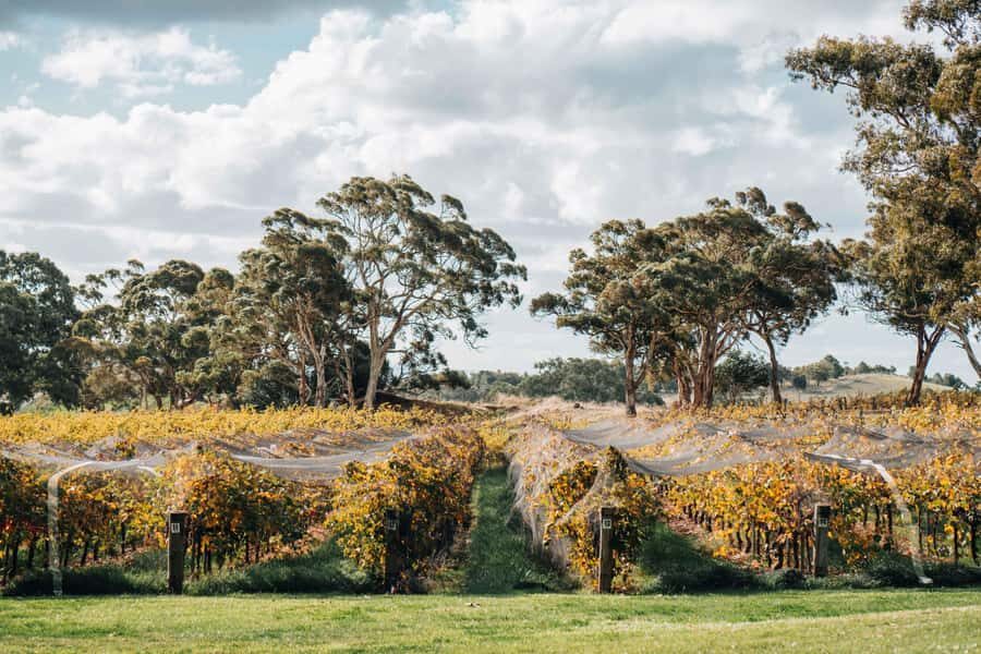 Barossa Valley: EcoVine Explorer - e-cart vineyard tour - What We Love About This Tour