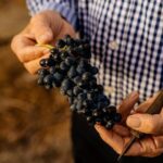 Barossa Valley Wine Tour Tastings and Lunch Included - Who Will Love This Experience?