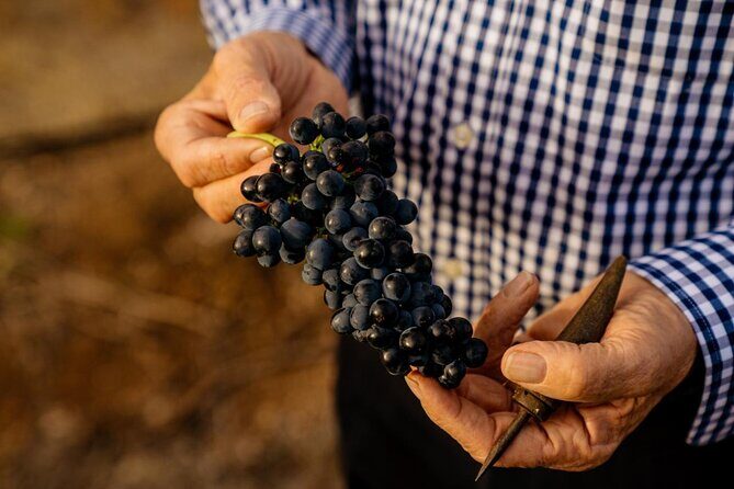 Barossa Valley Wine Tour Tastings and Lunch Included - Who Will Love This Experience?