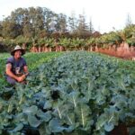 Bauntis Farm and Industry Tour in Norfolk Island - The Practicalities