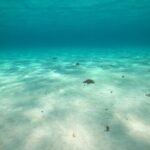 Bavarian Fiesta Snorkel Activity in Glass Bottom Boat at San Miguel de Cozumel - Exploring the Itinerary in Detail