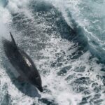 Bay of Islands Hole in the Rock Cruise Day Tour - Practical Considerations