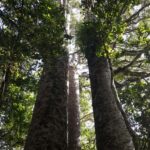 Bay of Islands: Puketi Kauri Forest Guided Tour - A Detailed Look at the Puketi Kauri Forest Guided Tour