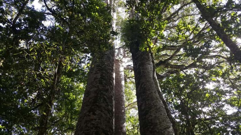 Bay of Islands: Puketi Kauri Forest Guided Tour - A Detailed Look at the Puketi Kauri Forest Guided Tour