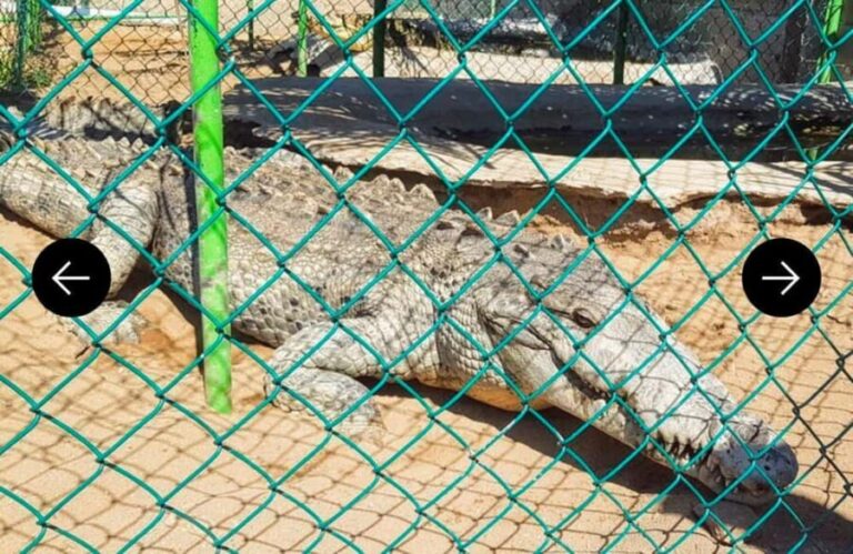 .Beach Horse Riding Turtle Release Crocodile Farm Experience - Exploring the Itinerary in Detail