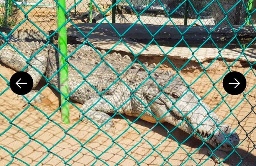 .Beach Horse Riding Turtle Release Crocodile Farm Experience - Exploring the Itinerary in Detail