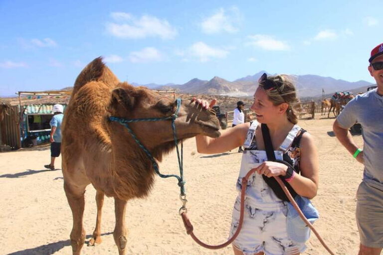 Beach UTV & Camel Ride COMBO in Cabo by Cactus Tours Park - Why This Tour Delivers Value