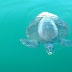 Beaches Dolphins And Viewpoints Discovering The Hidden Port By Sea And Land - The Authenticity and Value of the Tour
