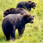 Bears & Beers Tasting Tour out of Anchorage - Authentic Traveler Insights