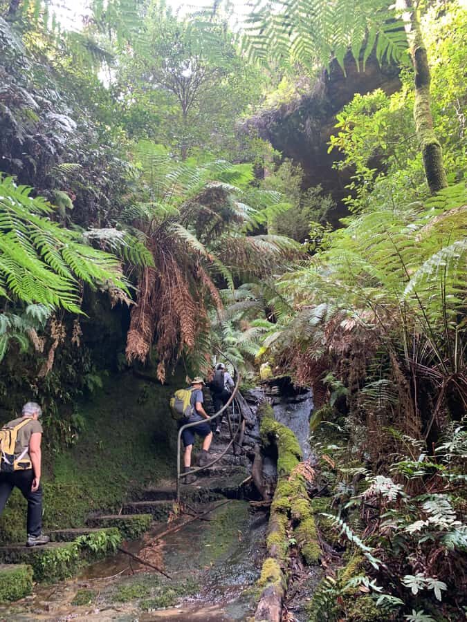 Beauty of the Blue Mountains Private Tour - Transportation and Comfort