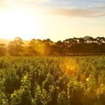 Behind The Scenes Tour with Food & Wine Pairing - What Sets This Tour Apart