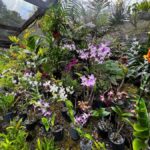 Best of Fiji Tours: 3 Days Package - Day 1: Nadis Natural Wonders