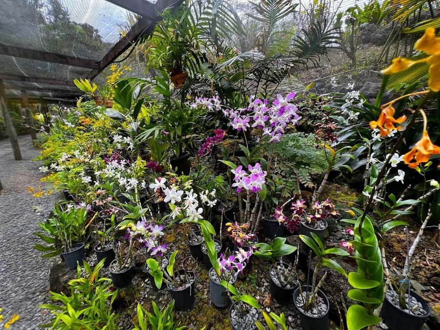 Best of Fiji Tours: 3 Days Package - Day 1: Nadis Natural Wonders