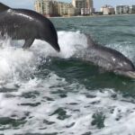 Best of Marco Dolphin Tour - Analyzing the Tour Experience