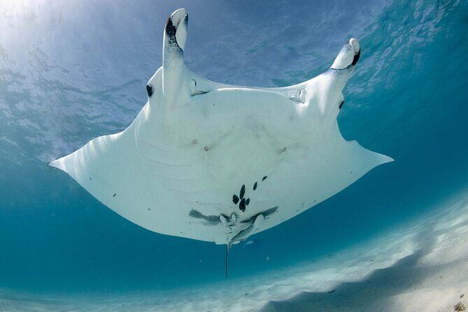 Best of Ningaloo Mantas and More - The Bottom Line