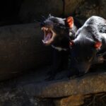 BIG 3 Tasmania - Port Arthur, Wineglass Bay, Cradle Mountain - Day 3: Mountain Majesty at Cradle Mountain