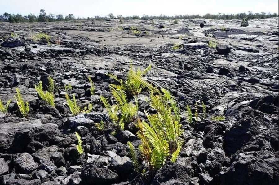 Big Island Hawaii Volcano Day tour from Oahu and Hotel PU - The Itinerary: What You Can Expect