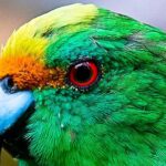 Bird Watching and Dolphin Eco-Tour to Blumine Island - Pricing and Value Considerations