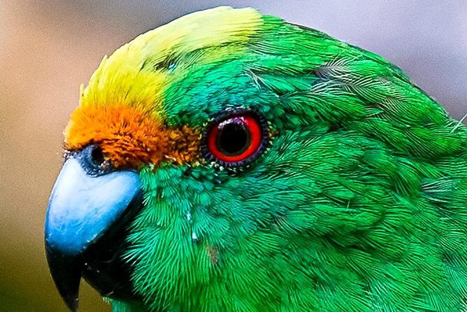 Bird Watching and Dolphin Eco-Tour to Blumine Island - Pricing and Value Considerations