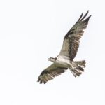 Bird Watching Mazatlán - Birding Tour - Whats Included and What’s Not