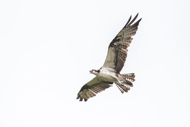 Bird Watching Mazatlán - Birding Tour - Whats Included and What’s Not