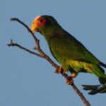 Birds of the Mayan World 1 - The Sum Up