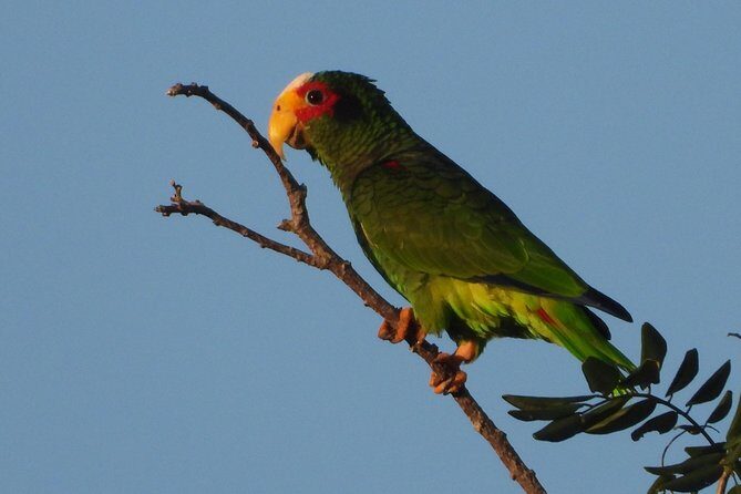 Birds of the Mayan World 1 - The Sum Up