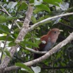 Birds of the Mayan World 2 / Route of the cenotes - Why This Tour Delivers Outstanding Value