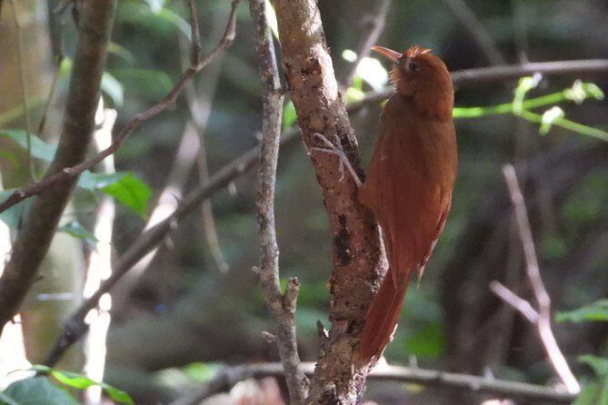 Birds of the Mayan World 3 - The Practical Details