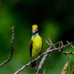 Birdwatching at The Mayan Cities with certified guide - Why You Should Book This Tour