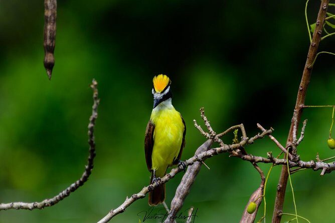 Birdwatching at The Mayan Cities with certified guide - Why You Should Book This Tour