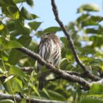 Birdwatching Playa del Carmen - Who Would Love This Tour?