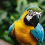 Birdworld Kuranda Entry Ticket - Who Should Consider Birdworld Kuranda?
