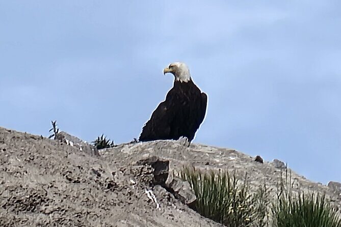 Bison Highway Road Tour - Why the Price Offers Good Value