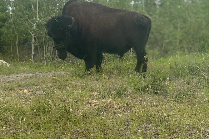 Bison Highway Wildlife Tour - The Value of the Experience