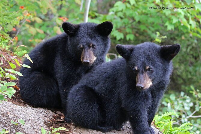 Black Bear viewing and walking at oudoor ctr's Canyon - A Deep Dive into the Experience