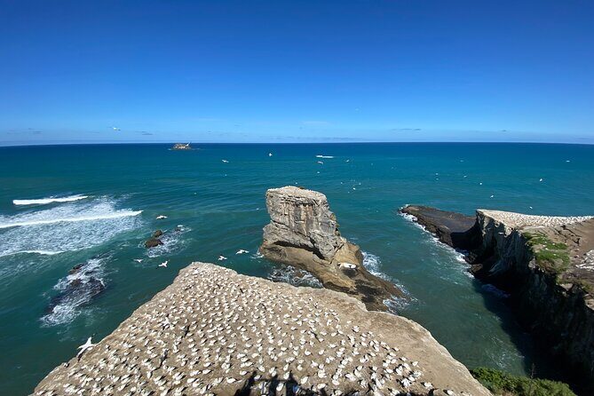 Black Sand Beaches & Birds Auckland Sightseeing Tour - Why This Tour Offers Good Value