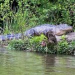 Black Water Adventure Cruise - The Itinerary in Detail